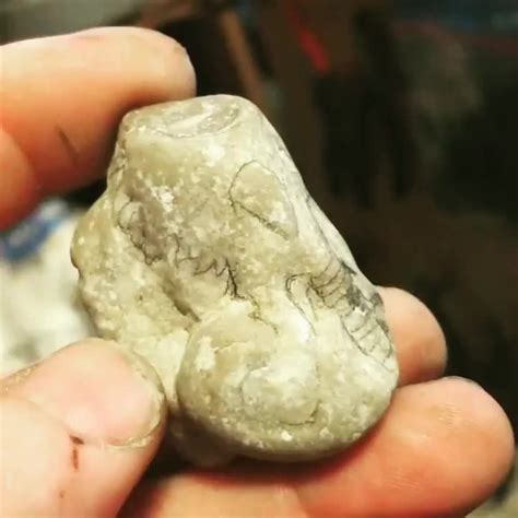 Anomalocaris Preying On Shell Fossil Album On Imgur