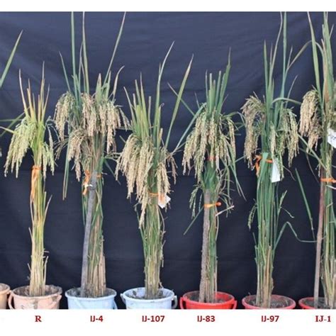 Comparison Of Grain Number Per Panicle Of Gn1a Positive Improved Bc 2 F