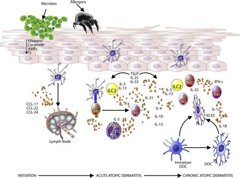 Pathogenesis Of Ad The Complexity Of The Clinical Phenotype In