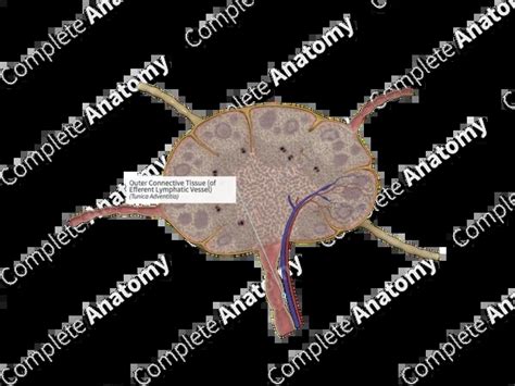 Outer Connective Tissue Of Efferent Lymphatic Vessel Complete Anatomy