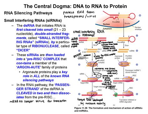 Small Interfering Rnas Si Rnas Bio230w Small Interfering Rnas