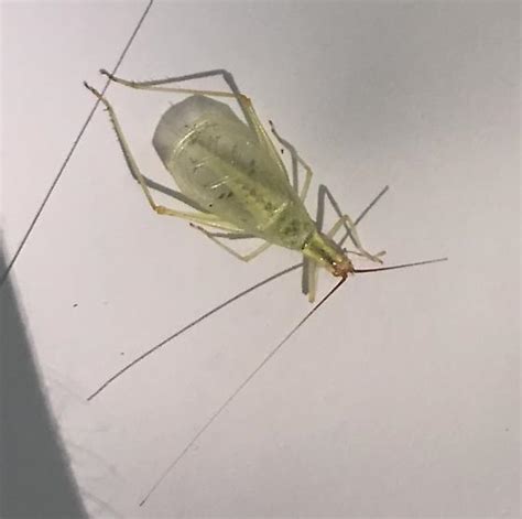 Green Translucent Insect Oecanthus Latipennis Bugguide Net