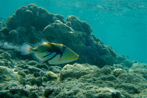 Humuhumu Nukunuku Apuaa Reef Triggerfish State Fish Of William