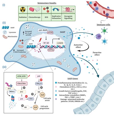 Cellular Senescence In Cancer Encyclopedia MDPI