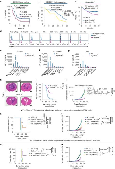Siglec9⁺ Macrophages Are Associated With Poor Clinical Outcome And Download Scientific Diagram