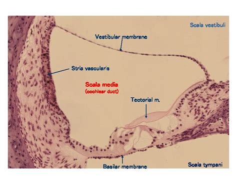 Eye And Ear Histology Orientation Images Eyelid Structures