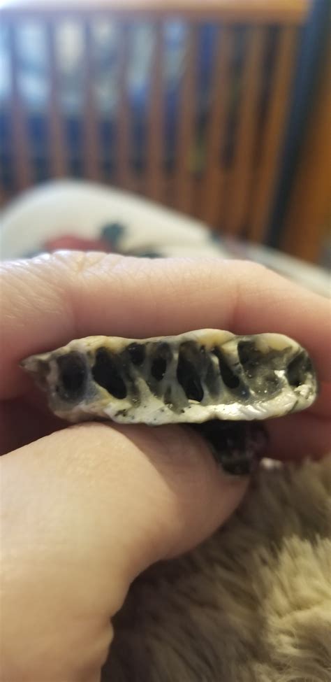Found On South Carolina Beach Fossil ID The Fossil Forum