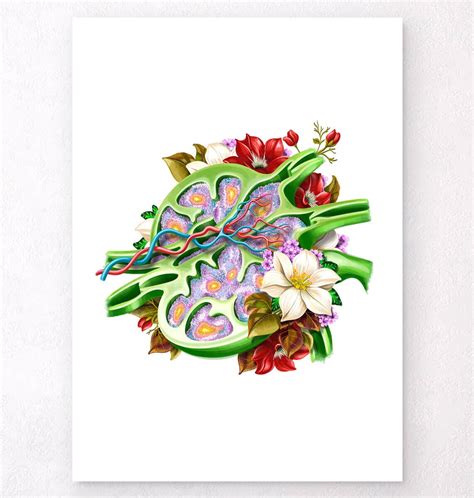 Lymph Node Art Print Codex Anatomicus