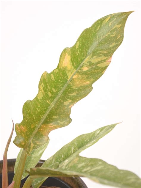 Philodendron Ring of Fire, kaufen beim Palmenmann