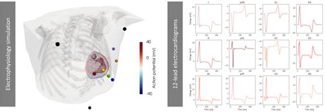 example of heart torso electrophysiology simulation in the
