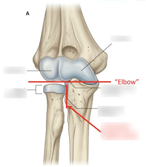 Diagram Of Elbow Joint Quizlet