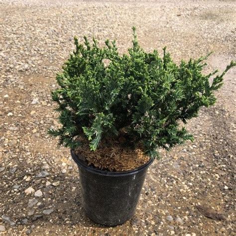 Parsons Juniper Juniperus Squamata Expansa Parsonii Gobuyplants