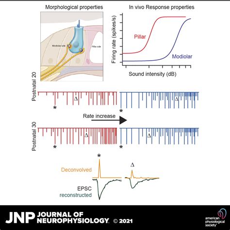 Cochlea Diagram Hair Cells