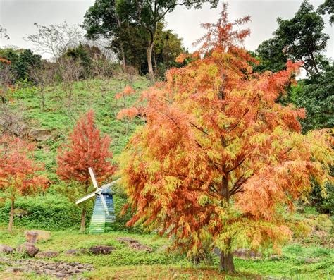 Bald Cypress Plant Care And Growing Guide Gardening Den