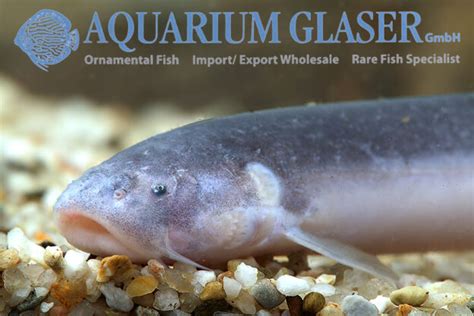 Pareiodon Cf Microps Aquarium Glaser Gmbh