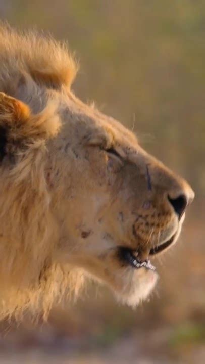 ლომები და მსხვერპლი Youtube