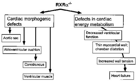 Working Model For The Onset Of Ventricular Chamber Dysmorphogenesis In