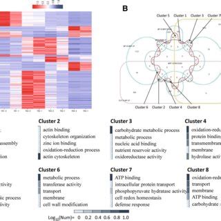 Gene Expression Patterns Of The DEGs A The Heat Map Shows The K Means
