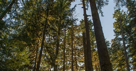 Types Of Evergreen Trees