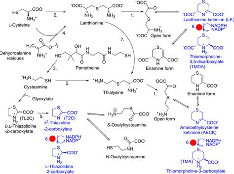 Metabolic Pathways Involving Sulfur Containing Cyclic Ketimines Download Scientific Diagram