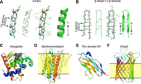 Protein Secondary Structure Alpha Helix And Beta Sheet