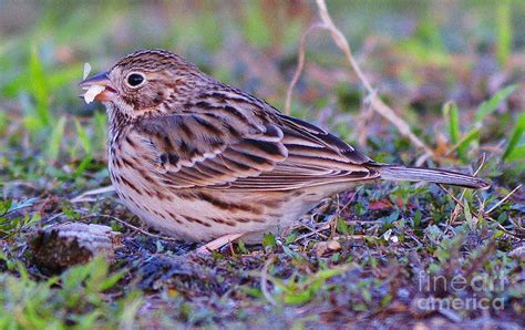Juvenile Crown Sparrow Photograph by Jeff Waugh - Fine Art America