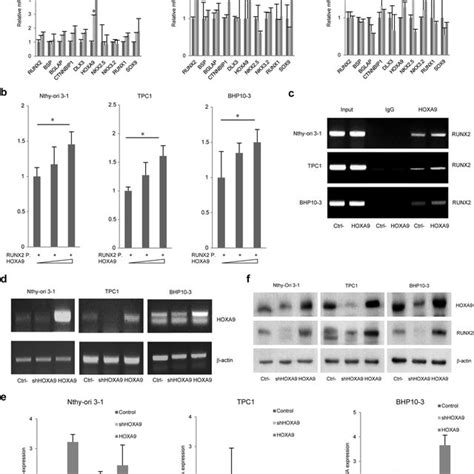 Expression Of Hoxa9 And Runx2 In Thyroid Cells A The Expression Of Download Scientific
