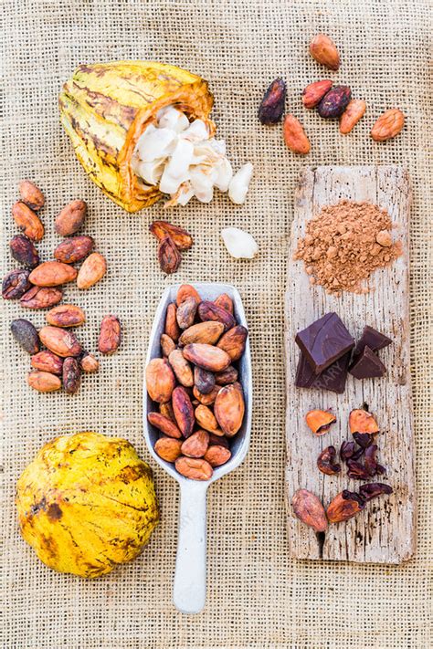 Cocoa Pods And Chocolate Stock Image C0348302 Science Photo Library