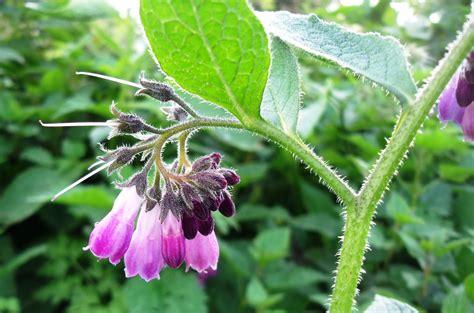 Russian Comfrey flowers – The Eldrum Tree