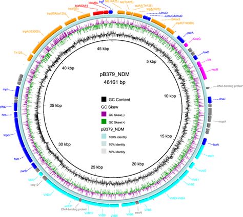 Circular Map Of Plasmid Pb379ndm Genes At The Outermost Ring Shown In Download Scientific