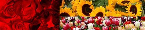 Flowers Dataset Kaggle