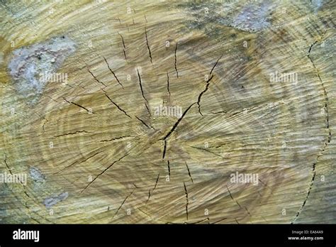 Brown Texture Stem Tree Stock Photo Alamy