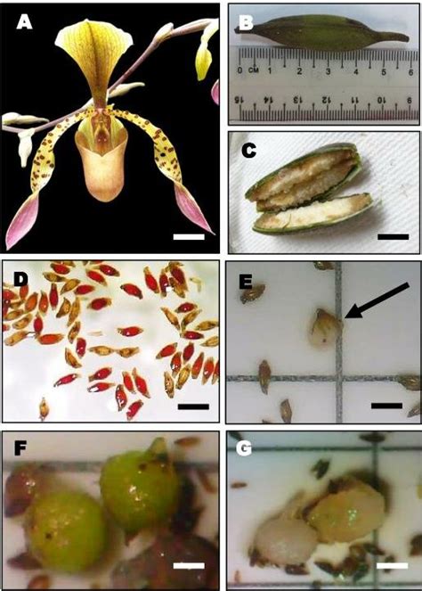 Paphiopedilum Diagram