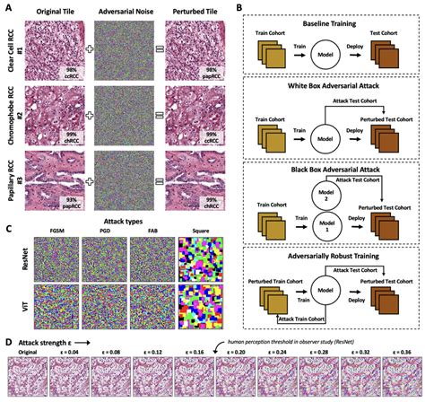 Adversarial Attacks On Computational Pathology A Adversarial Attacks