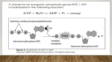 THE ROLE OF ATP AND THE IMPORTANCE OF Pptx