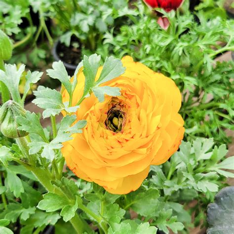 Rununculus Persian Buttercups › Anything Grows
