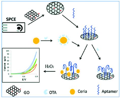 Schematic Illustration Of The Non Enzymatic Nanocatalyst Based