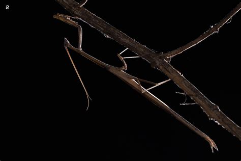 Grace And Elegance Meet The Praying Mantis Roundglass Sustain