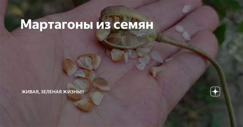 Мартагоны из семян | Живая, Зеленая Жизнь | Дзен