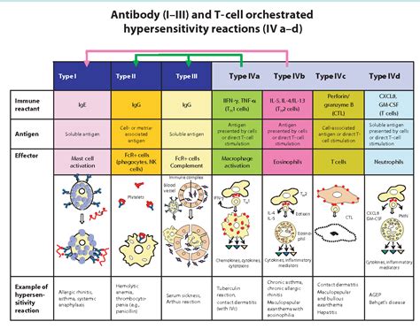 Hypersensitivity Types Type Iv Hypersensitivity Reaction Or Delayed