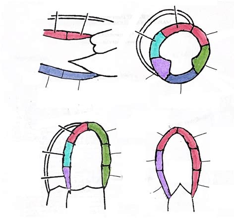 Applied Cardio Heart Wall Segments Diagram Quizlet