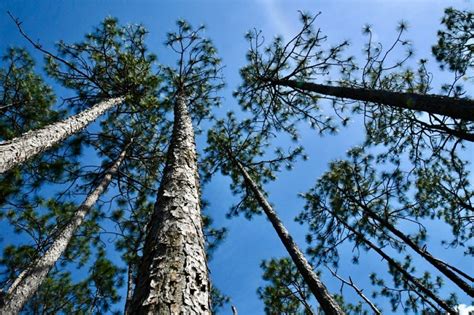 Land Of The Longleaf Pine Through A Conservationists Lens Coastal Review