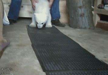 Hilarious Comedy  Wiffle