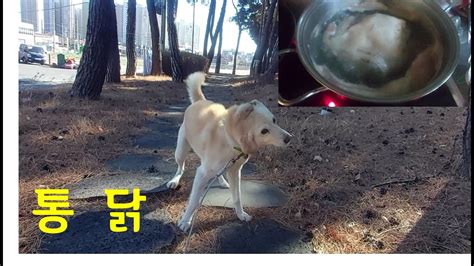 영하의 혹한에 분명히 물이 얼어붙어 물도 못 마시고 있을 공장개 위해 통닭 한 마리 삶아서 방문 L 일요일 아침부터 닭 삶고 산에 갔다 공장개한테 가서 산책 시키기