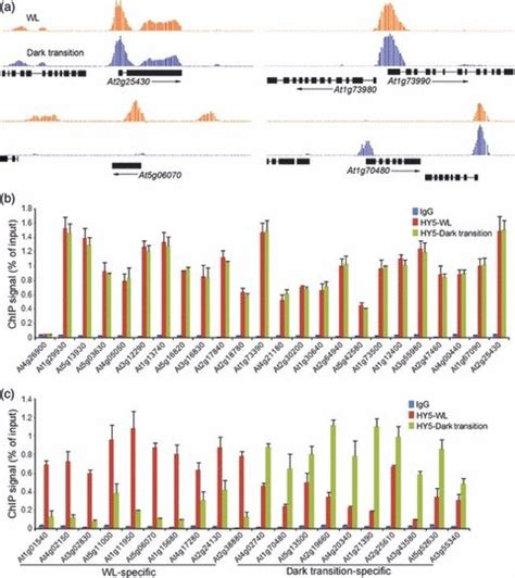Analysis Of Hy5 Binding Loci Using An Arabidopsis Genome Tiling Array