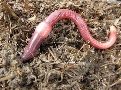 The Possible Disadvantages Of Vermicomposting