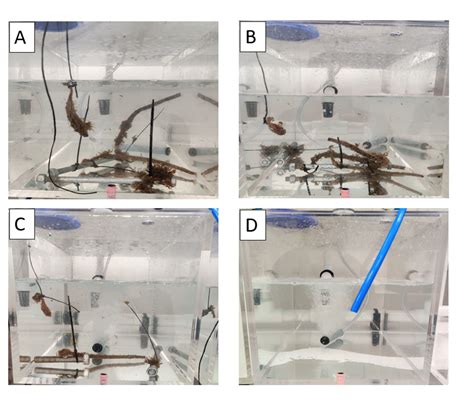 Drop It All Extraction Free Detection Of Non Indigenous Marine Species Through Optimized Direct