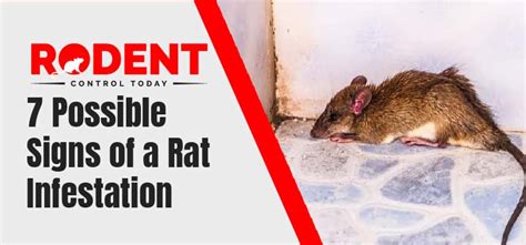 7 Possible Signs Of A Rat Infestation In Your Home