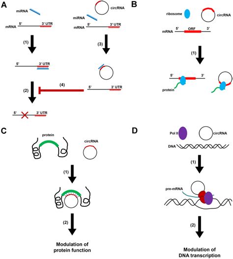 Biological Functions Of Circrna A Circrnas Act As Sponges To Arrest Download Scientific