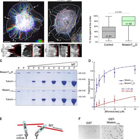 Pdf The Actin Binding Erm Protein Moesin Binds To And Stabilizes Microtubules At The Cell Cortex